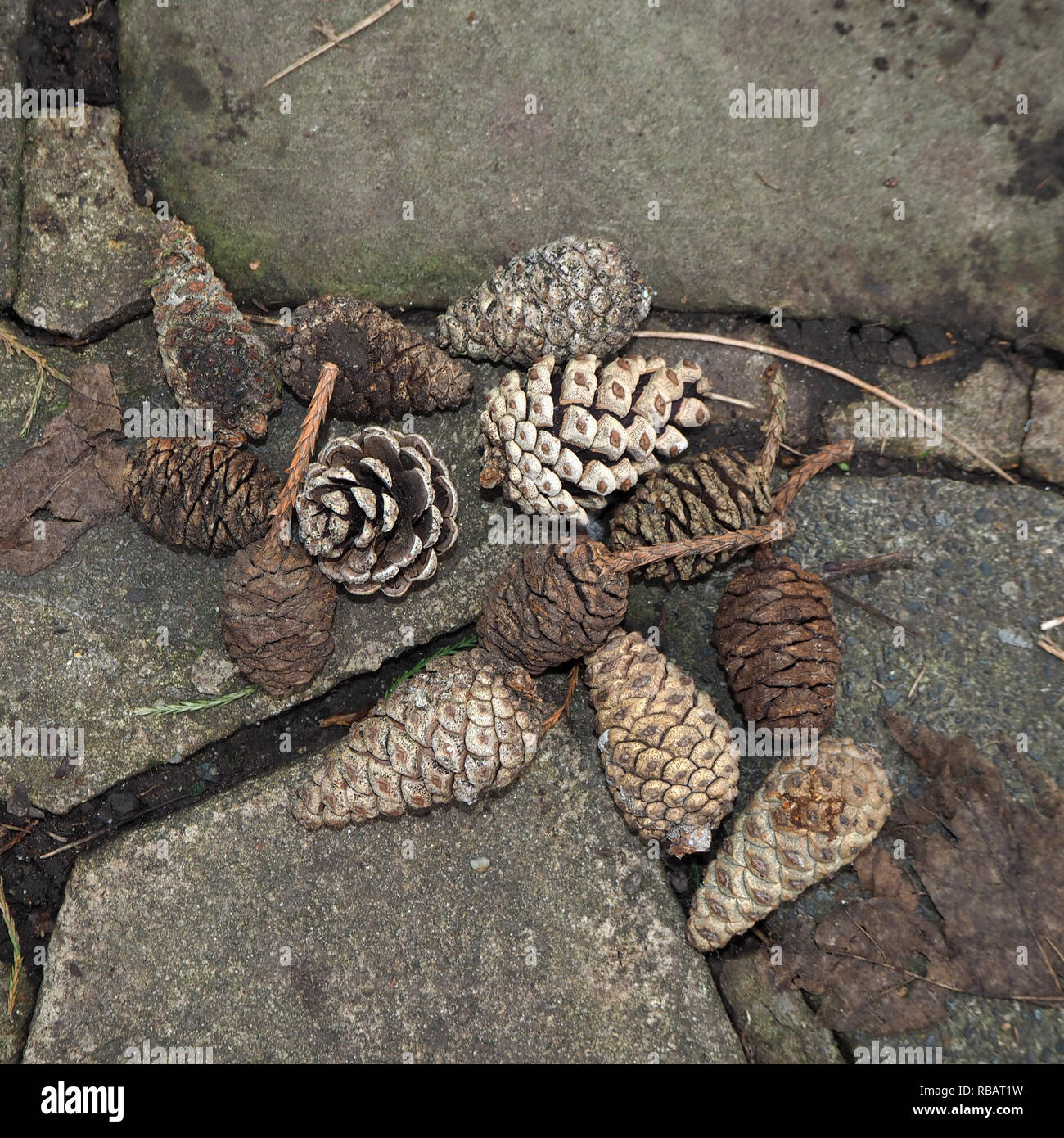 Pine cones on stone pathway in woodland Stock Photo - Alamy