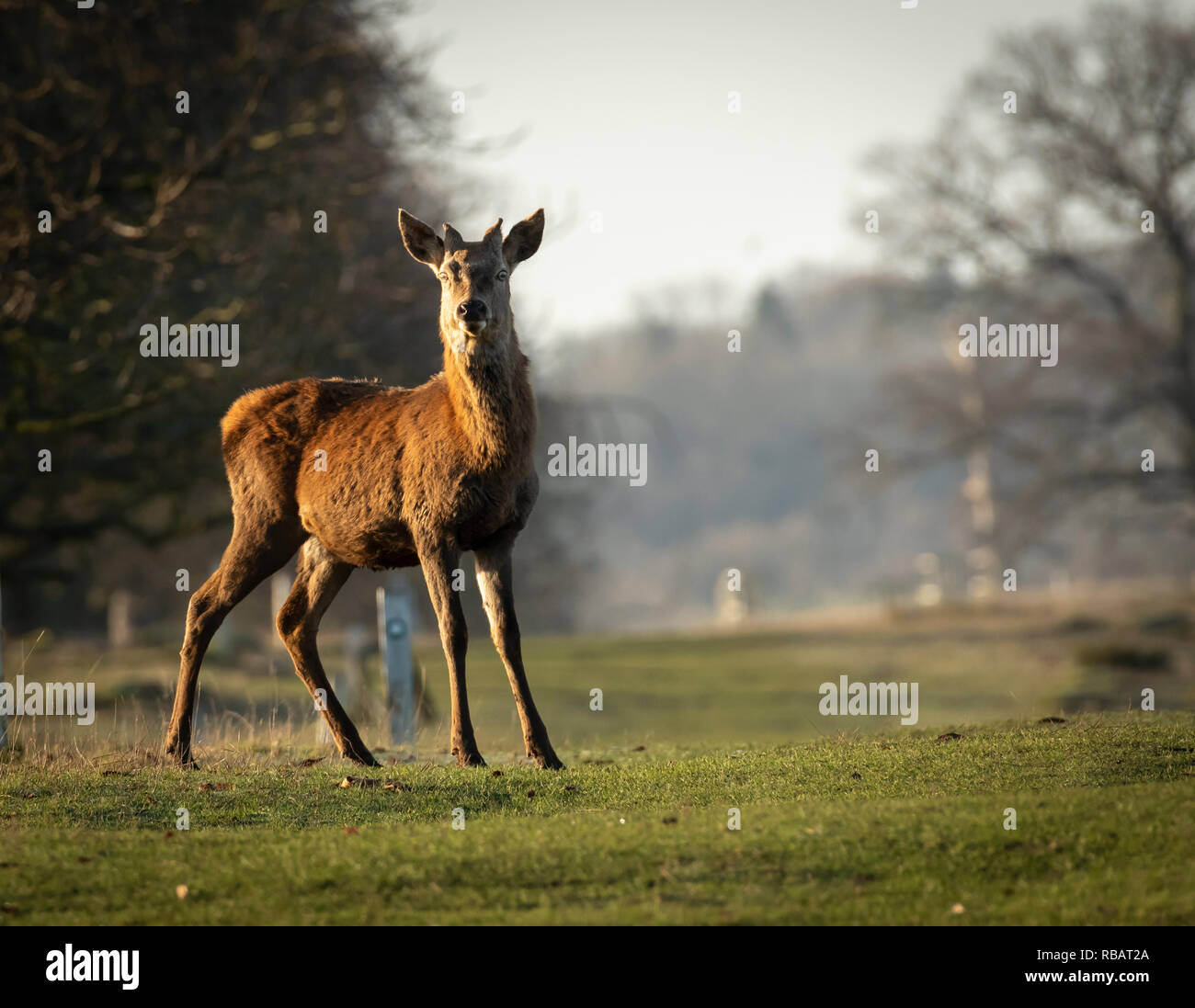 Berkeley Deer Park High Resolution Stock Photography and Images - Alamy
