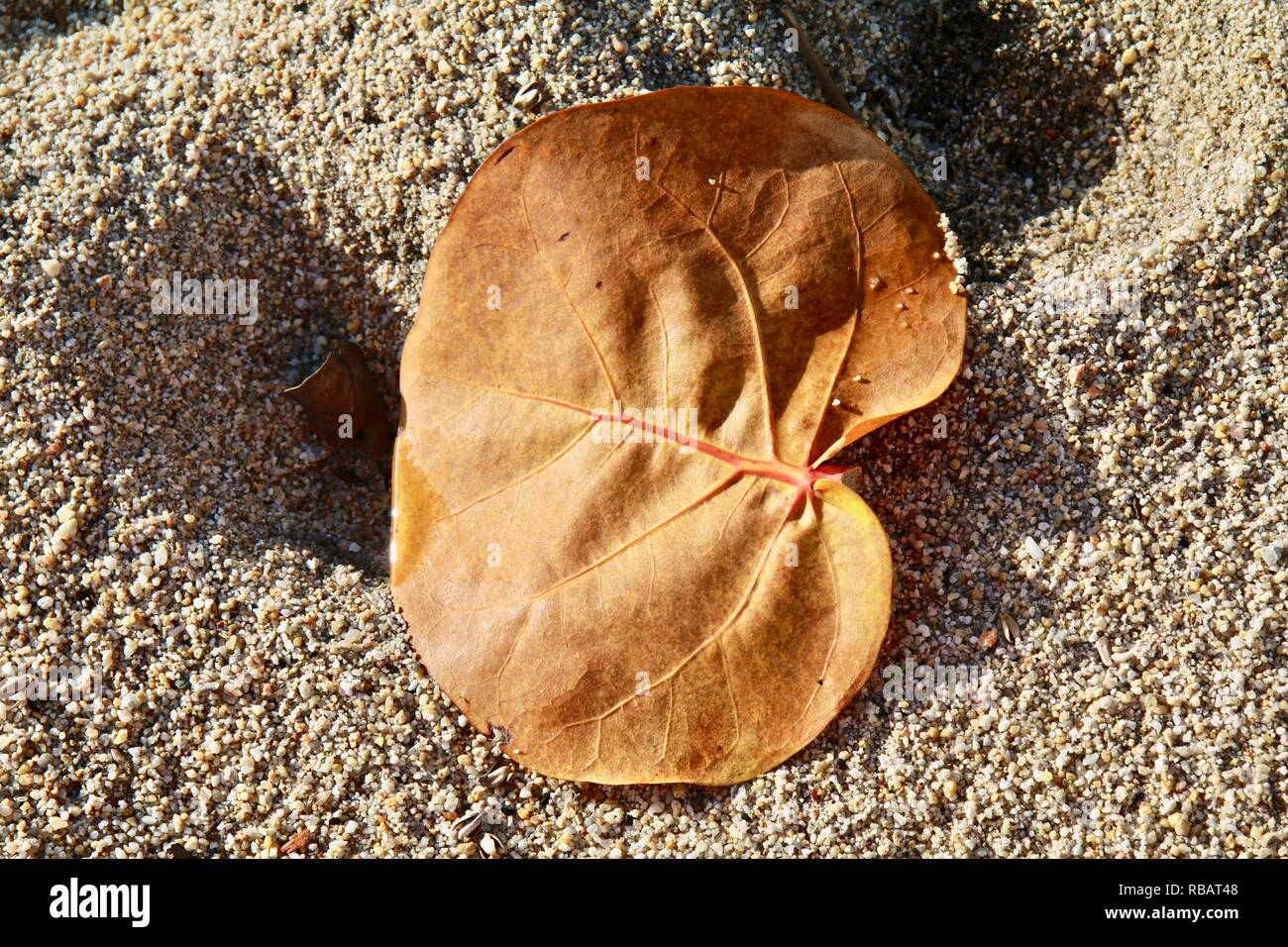 Sand leaf hi-res stock photography and images - Alamy