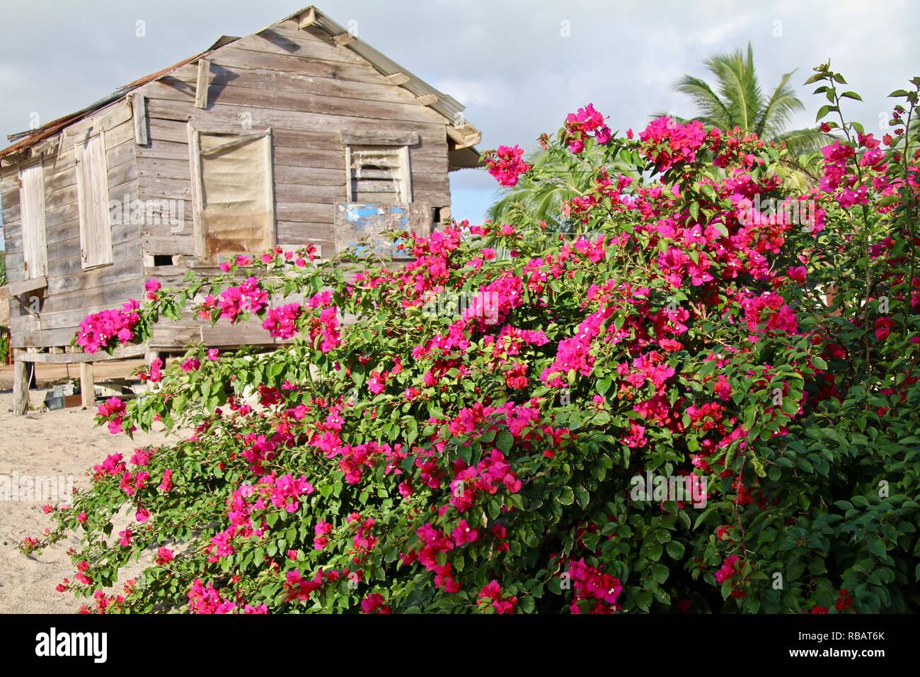 An old wooden weathered beach shack on a beach with wild pink ...