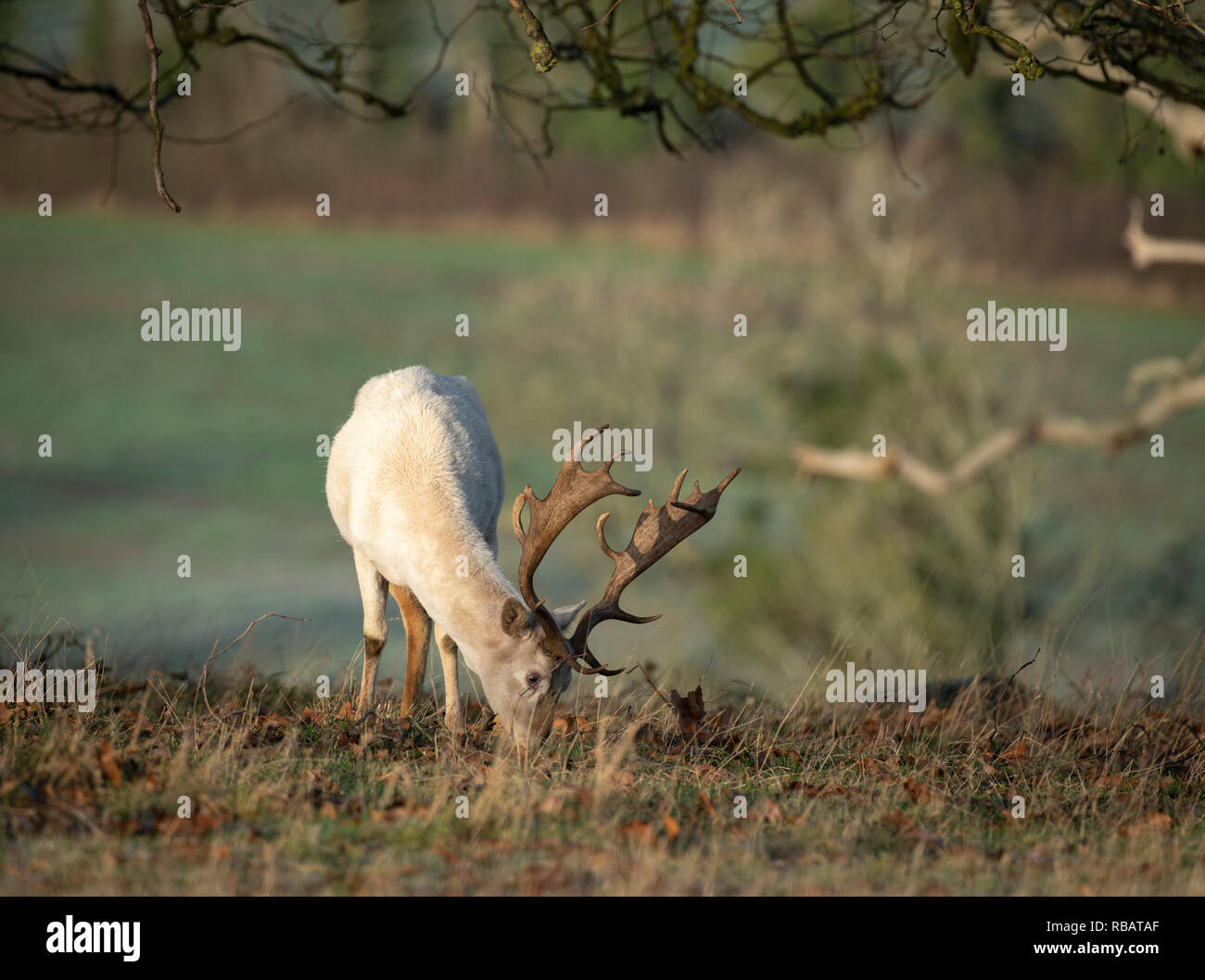 Berkeley Deer Park High Resolution Stock Photography and Images - Alamy