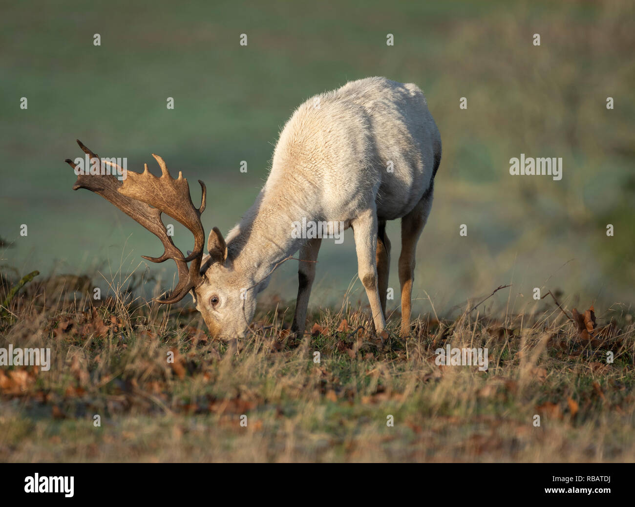 Single fallow deer hi-res stock photography and images - Alamy