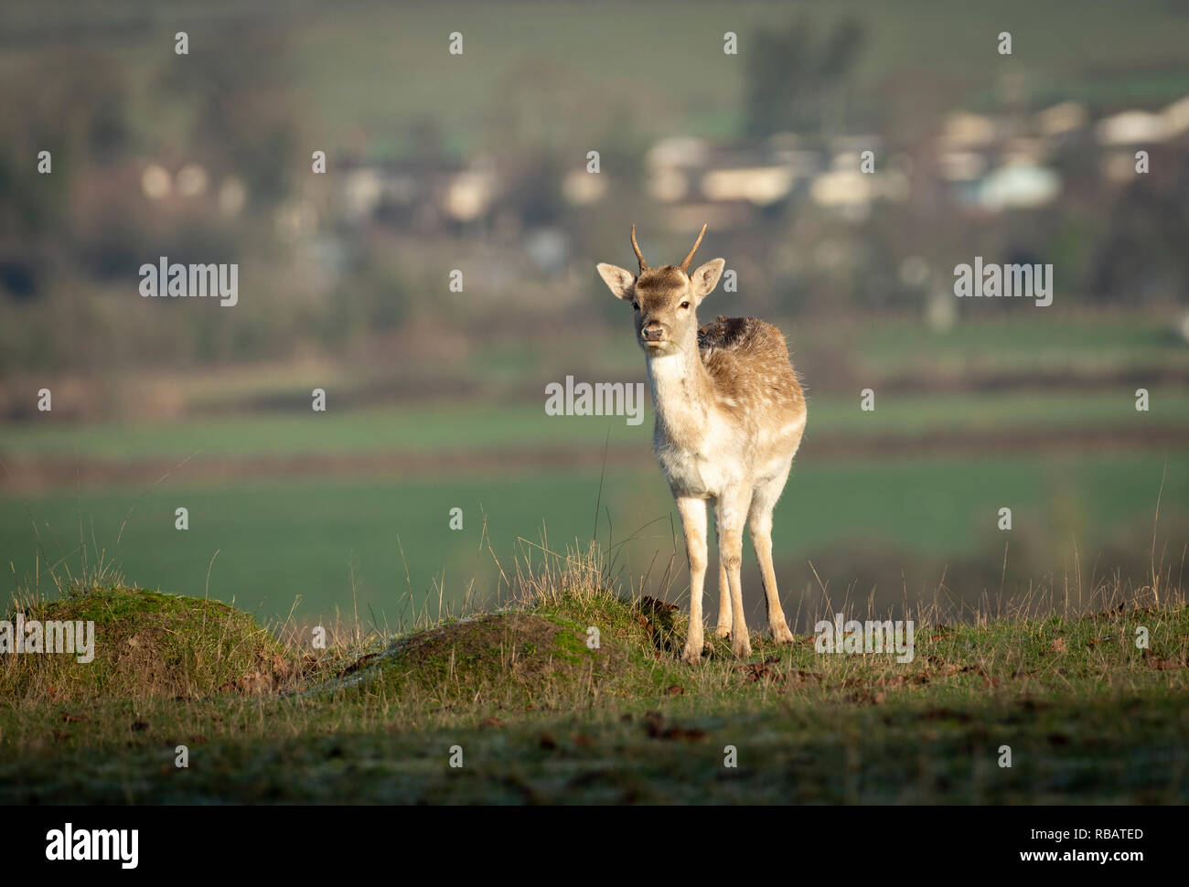 Fallow Deer, Berkeley Deer Park, Gloucestershire Stock Photo - Alamy