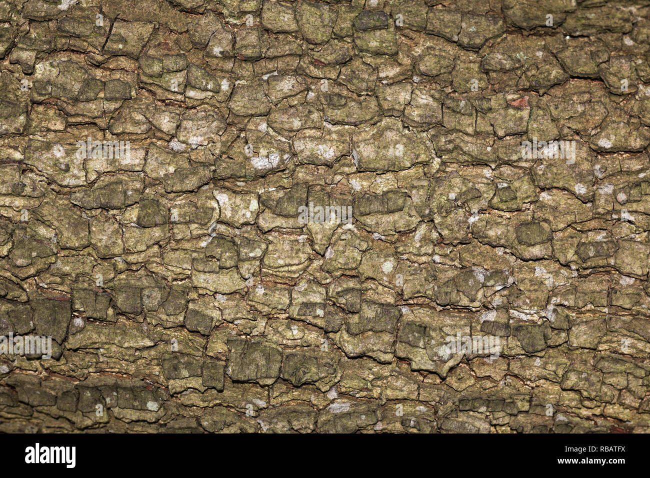 Drying tree bark hi-res stock photography and images - Alamy