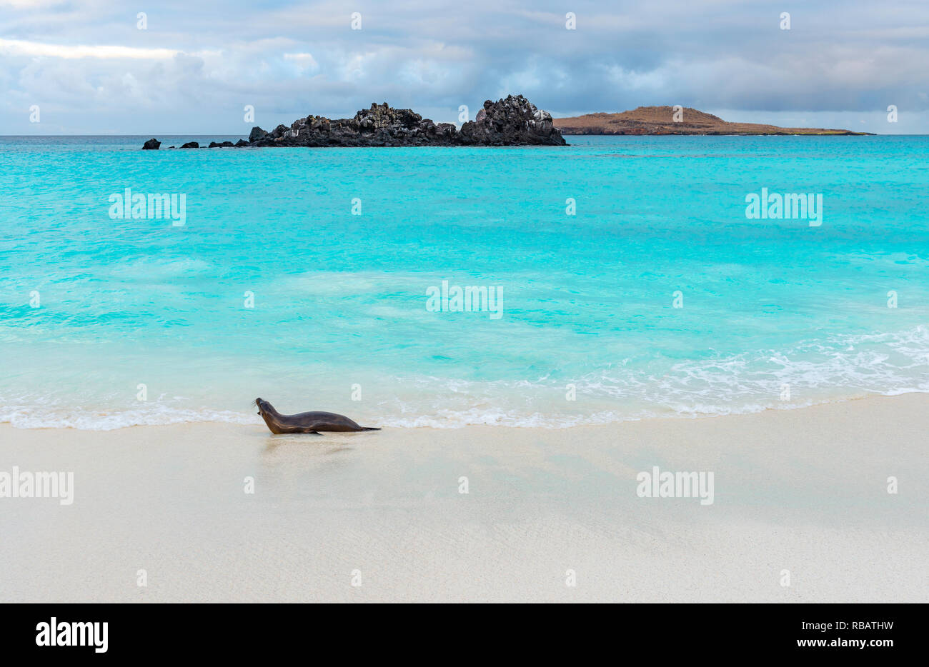 An alpha male Galapagos Sea lion (Zalophus wollebaeki) patrolling the ...