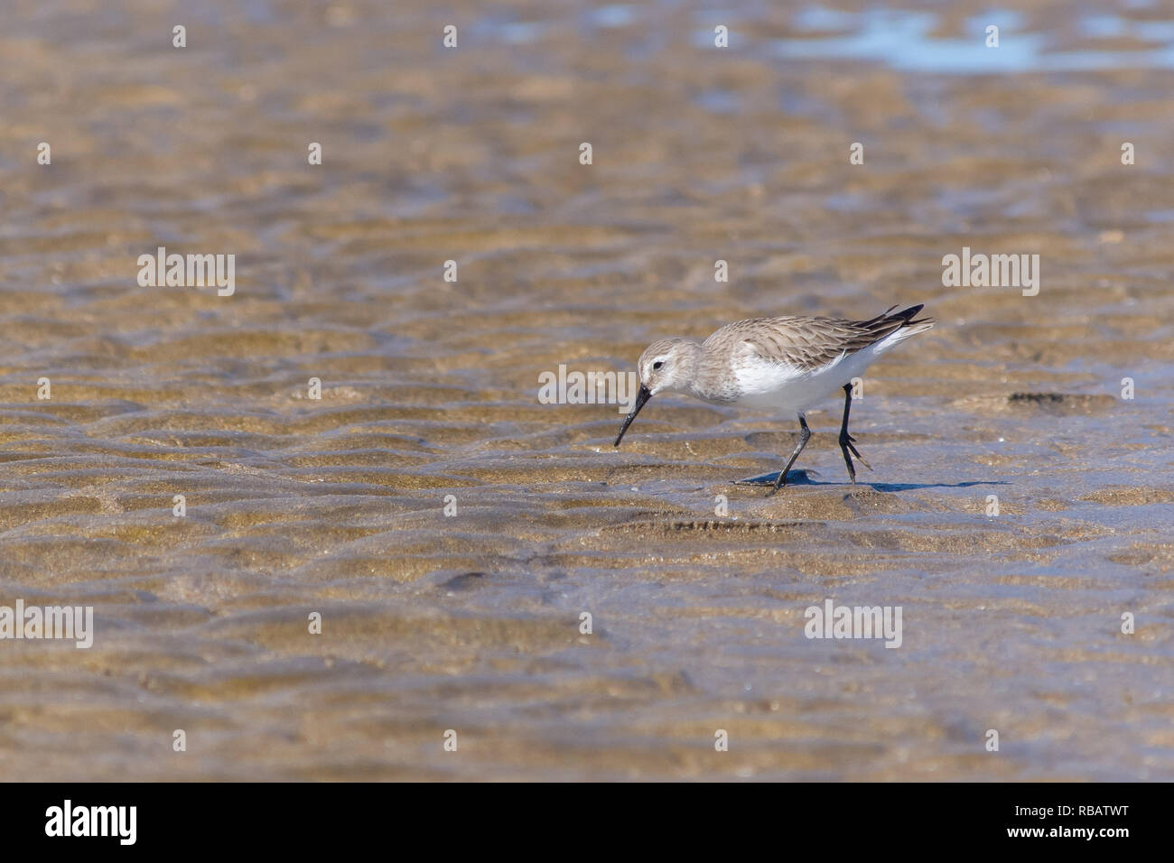 A Dunlin (sandpiper like bird) hunts for food at the beach in Muscat ...