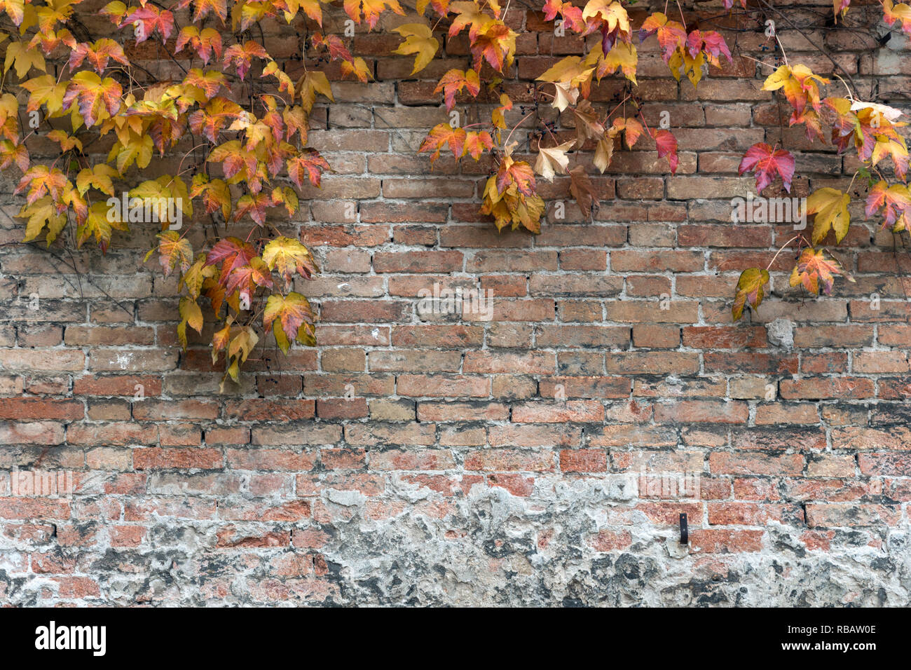ancient brick wall with many red and yellow branches by autumn Stock ...