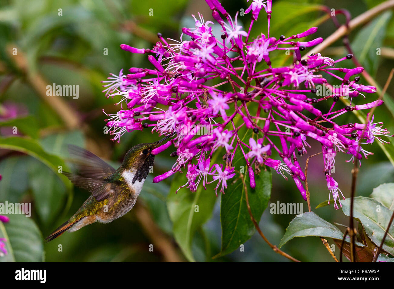 Volcano hummingbird, in Sevegre area of Costa Rica Stock Photo - Alamy