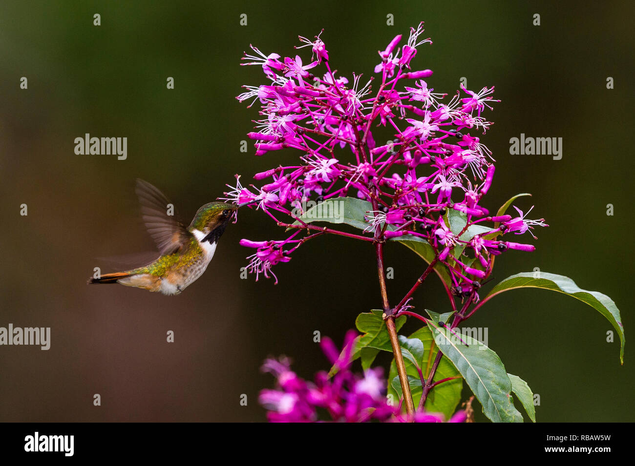 Volcano hummingbird, in Sevegre area of Costa Rica Stock Photo - Alamy