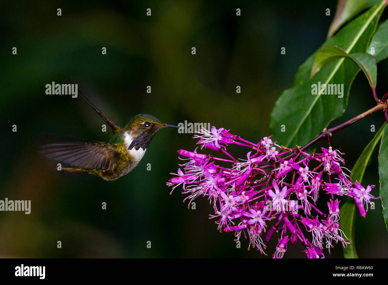 Volcano hummingbird, in Sevegre area of Costa Rica Stock Photo - Alamy