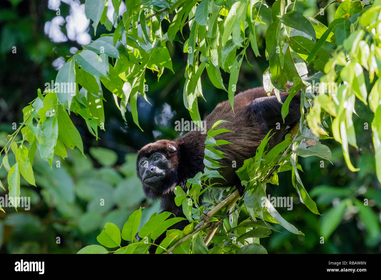 Geoffreys Spider Monkey, in Torteguera National Park, Costa Rican Rain ...