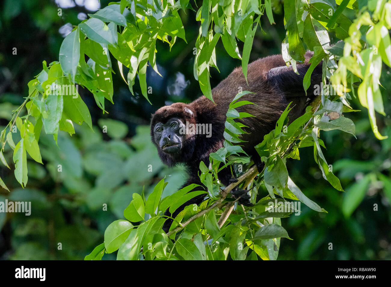 Geoffreys Spider Monkey, in Torteguera National Park, Costa Rican Rain ...