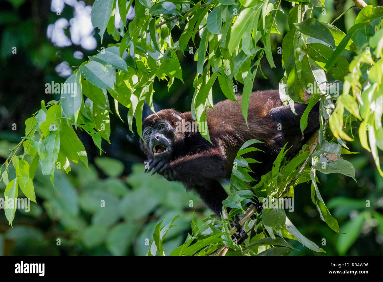 Geoffreys Spider Monkey, in Torteguera National Park, Costa Rican Rain ...