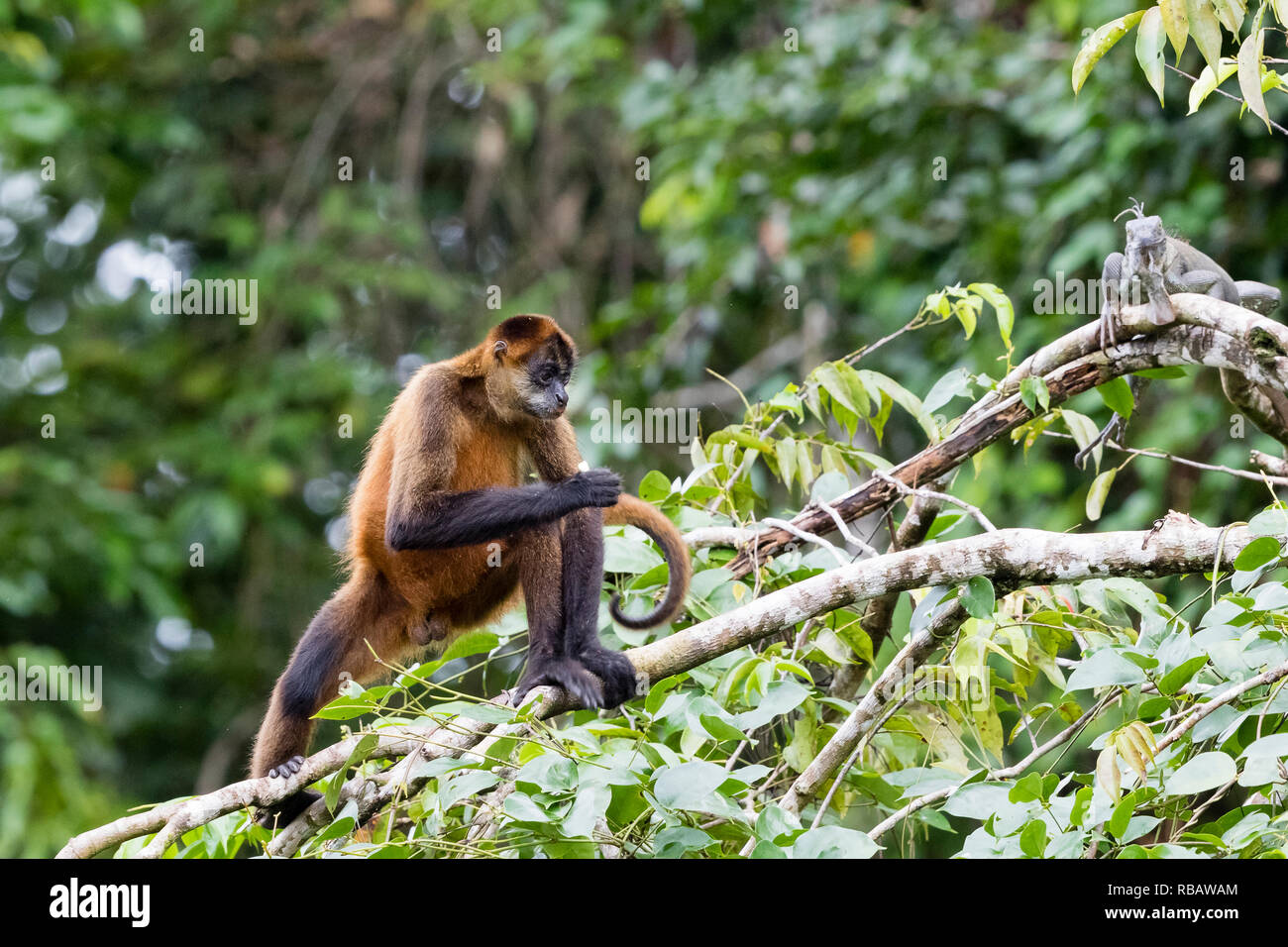 Golden-mantled howler monkey, in Torteguera National Park, Costa Rican ...