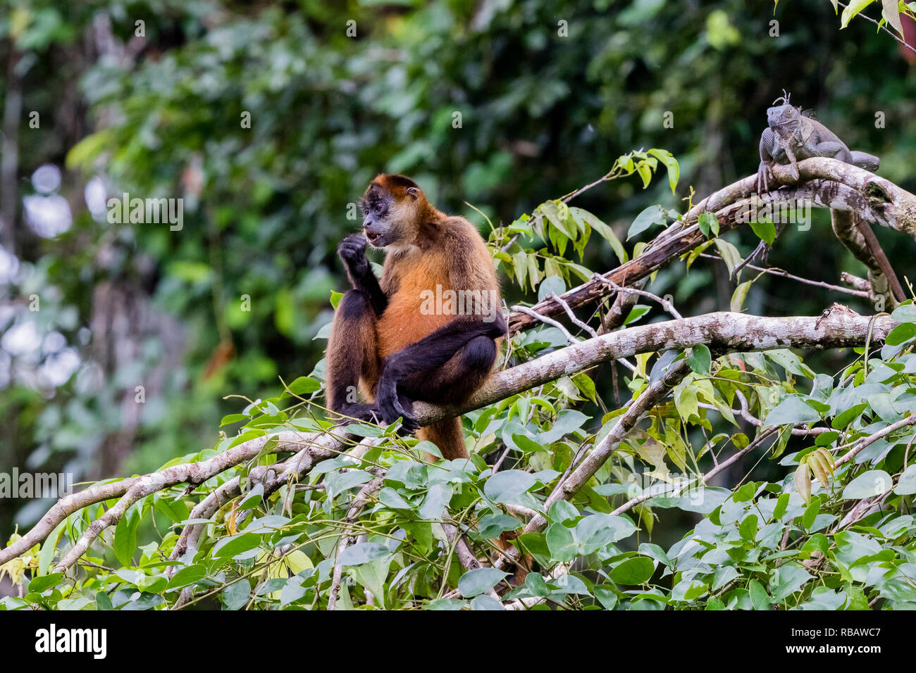 Golden-mantled howler monkey, in Torteguera National Park, Costa Rican ...