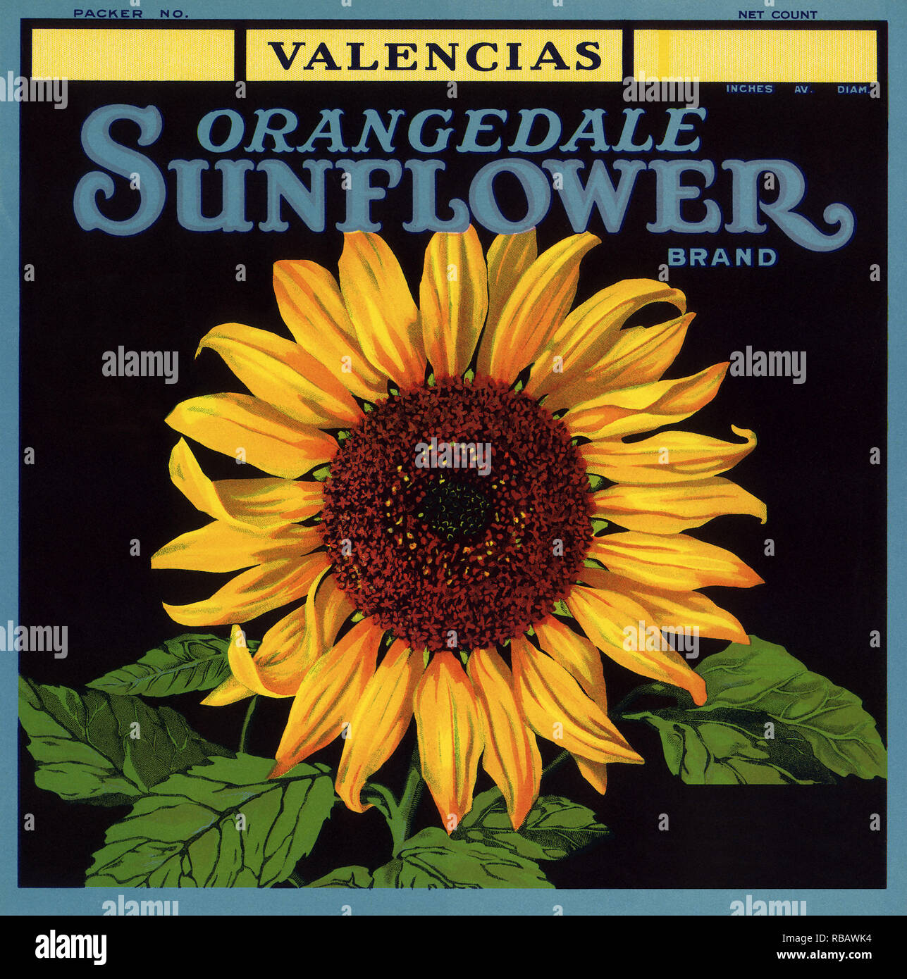 Sunflower science illustration hi-res stock photography and images - Alamy