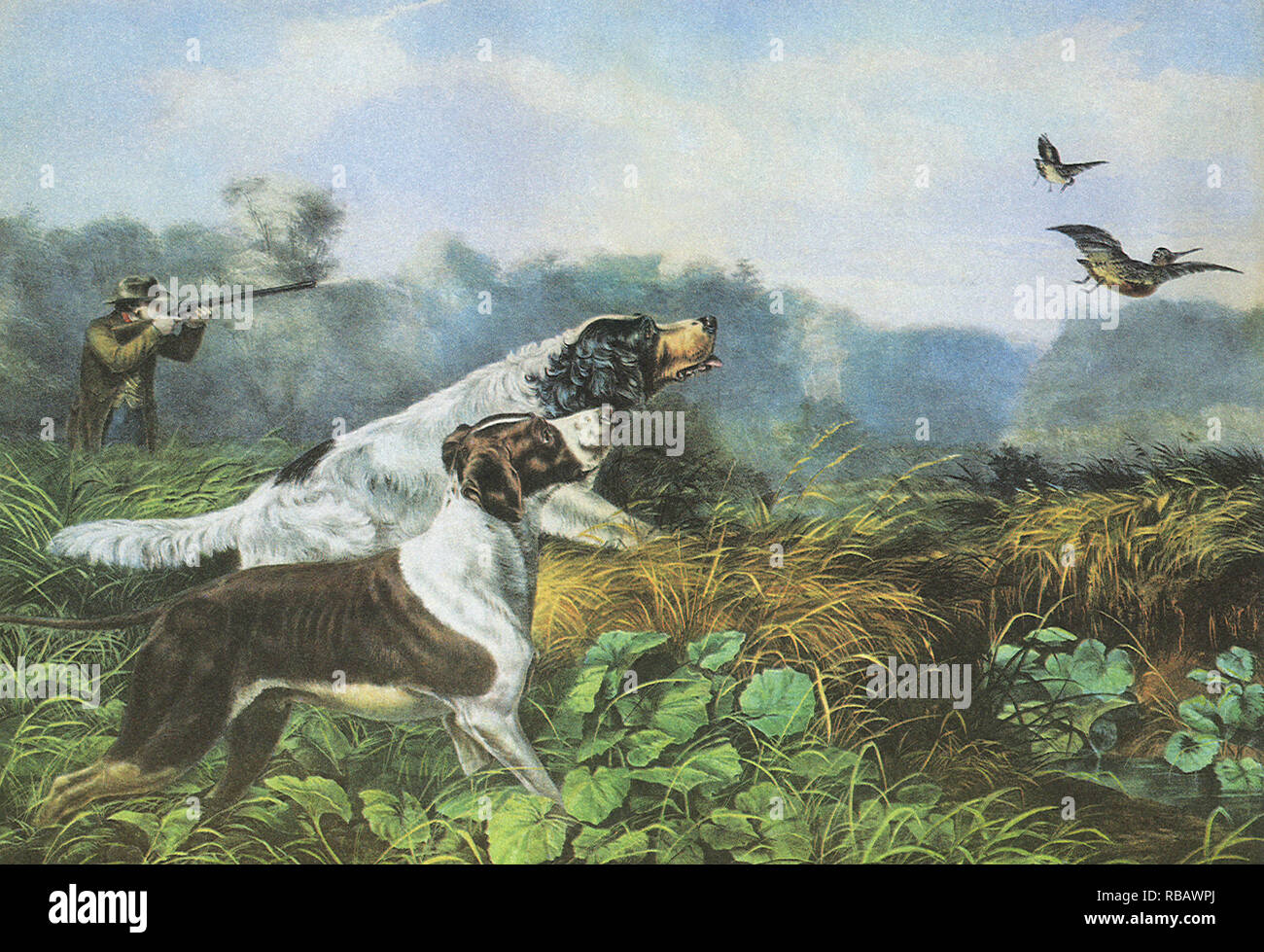 Athletic dogs hi-res stock photography and images - Alamy