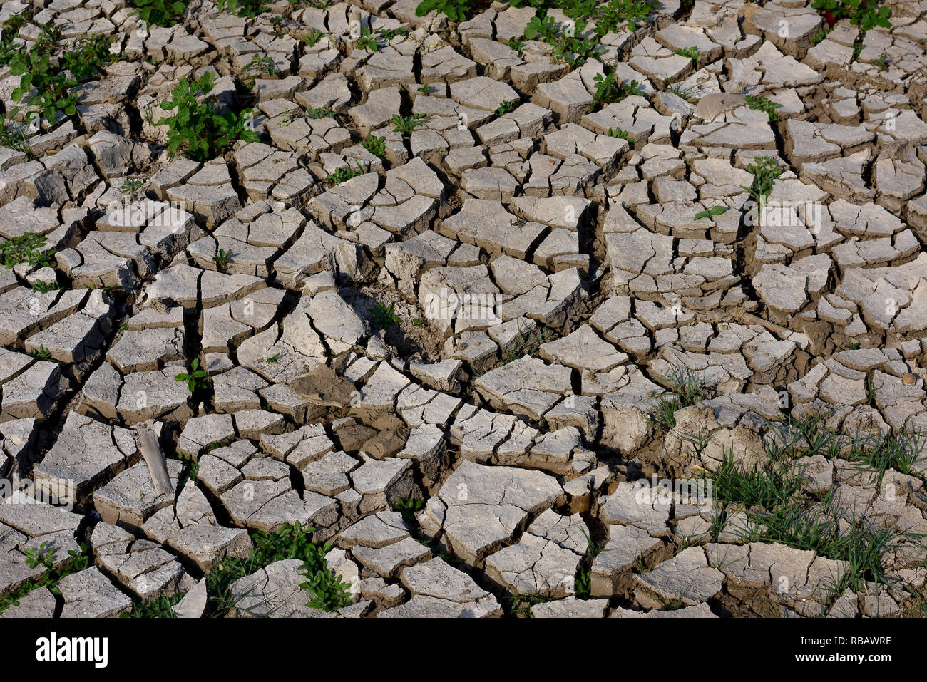 Dry season cracked ground and green grass Stock Photo - Alamy