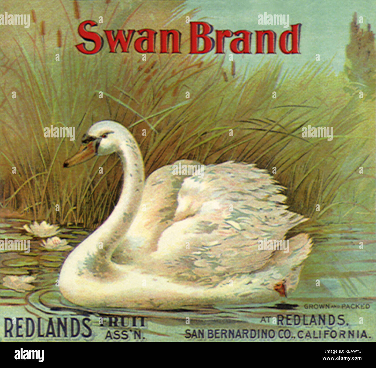 Illustration swan on white hi-res stock photography and images - Alamy
