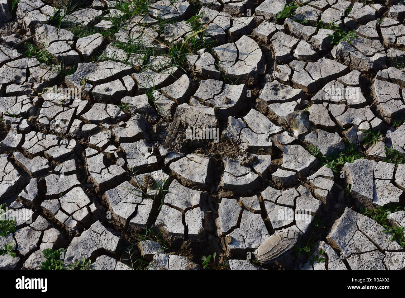 Dry season cracked ground and green grass Stock Photo - Alamy