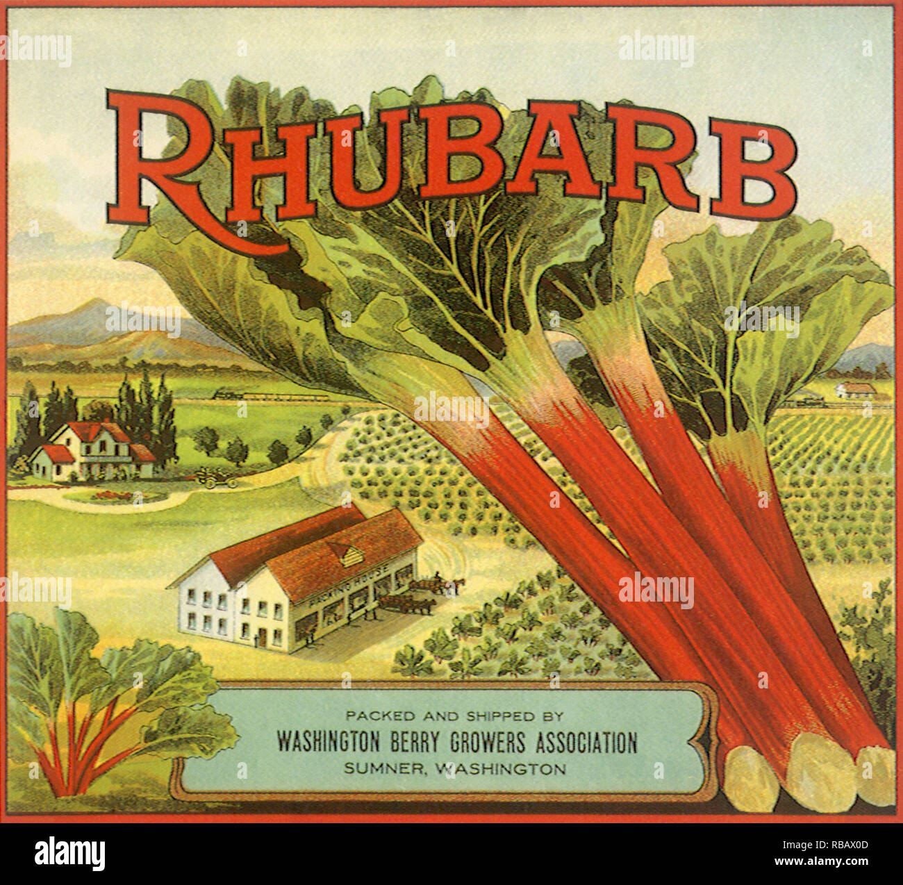 Rhubarb Fruit Label Stock Photo - Alamy
