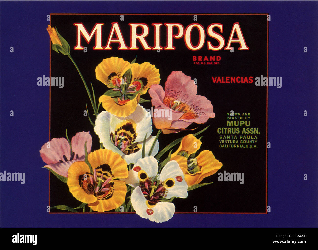 Historical flowers hi-res stock photography and images - Alamy