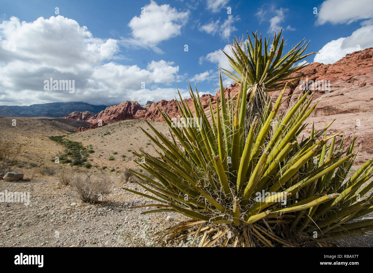 Red rock canyon nevada agave hi-res stock photography and images - Alamy