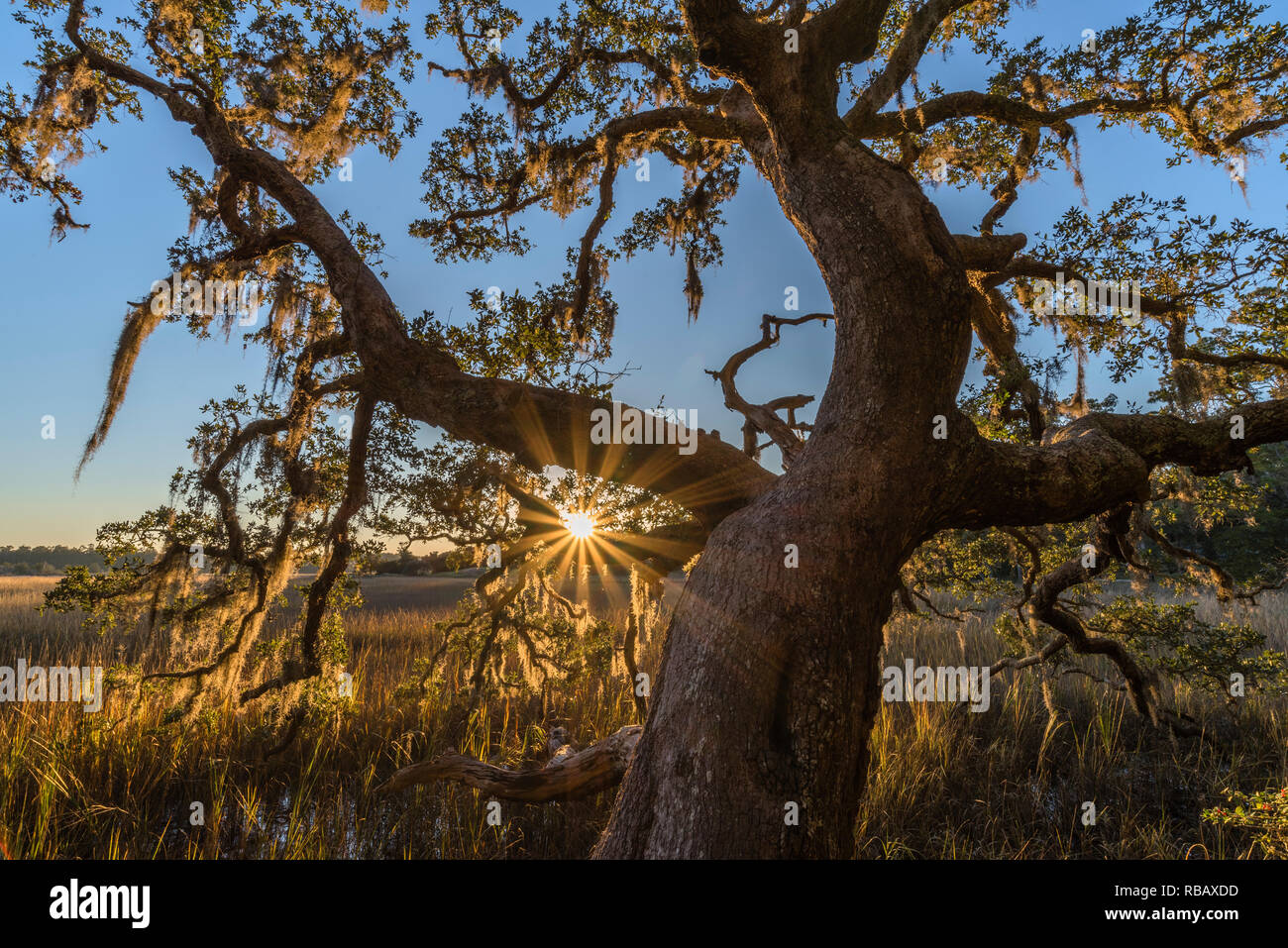 Live Oak Tree in backlighting with sun star and light coming through ...