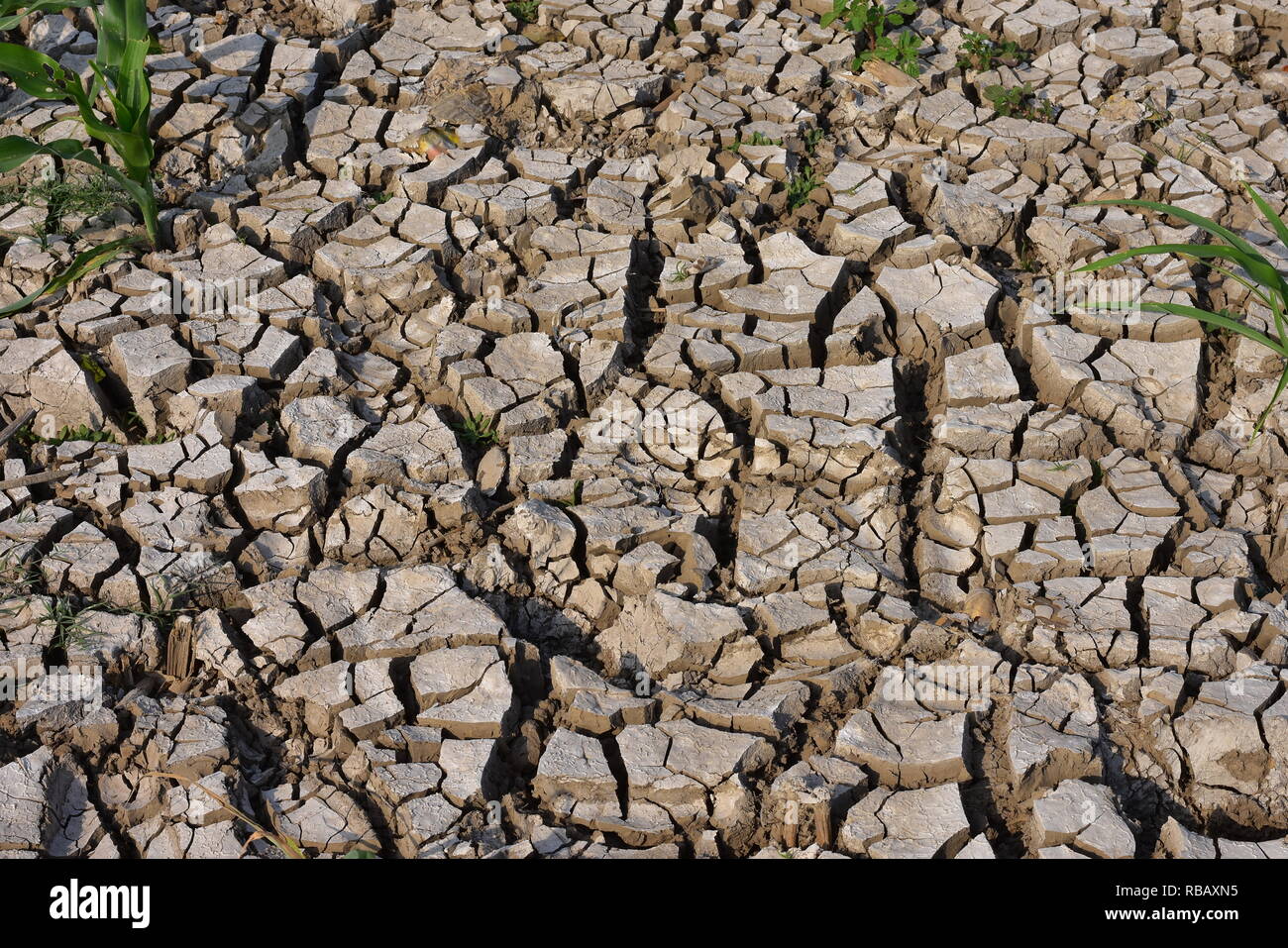 Dry season cracked ground and green grass Stock Photo - Alamy