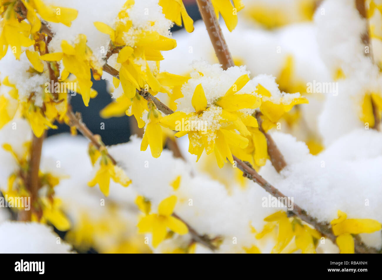 A branch of flowering forsythia, also known as easter tree, covered ...