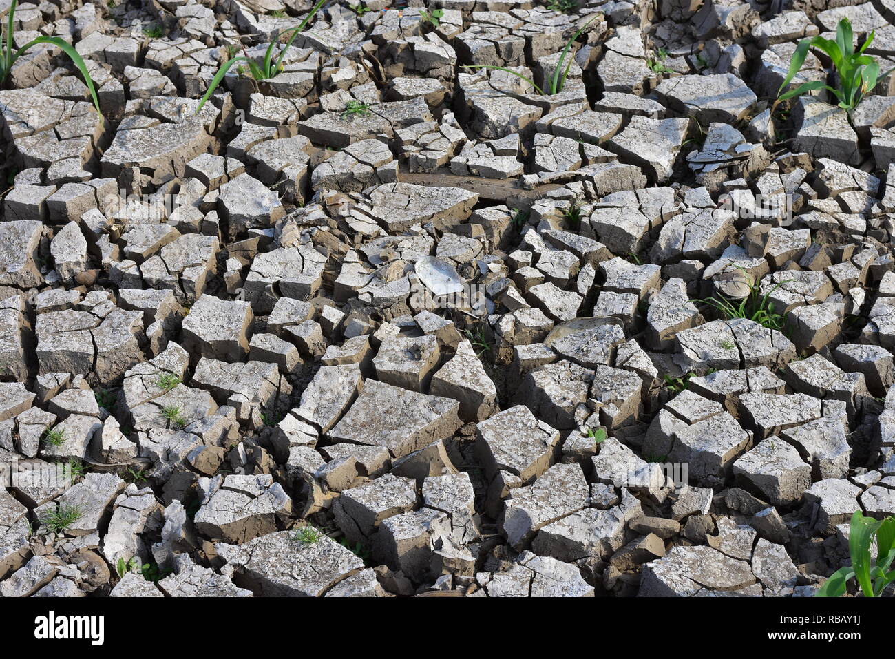 Dry season cracked ground and green grass Stock Photo - Alamy