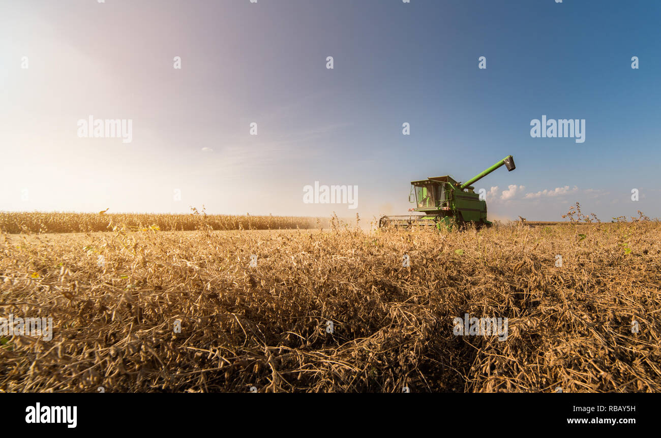 Harvesting soy bean fields hi-res stock photography and images - Alamy