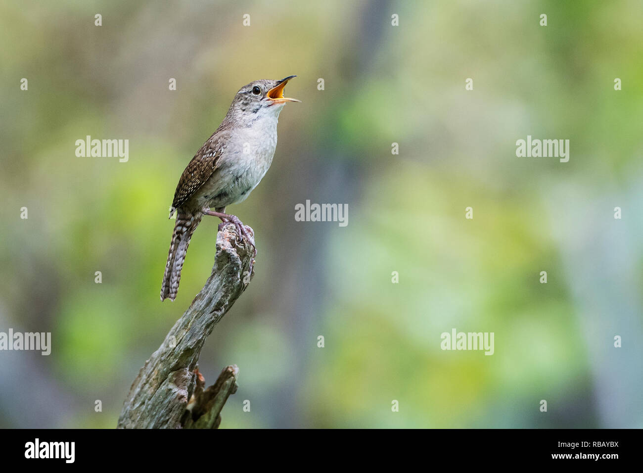 Singing house wren in early June Stock Photo - Alamy