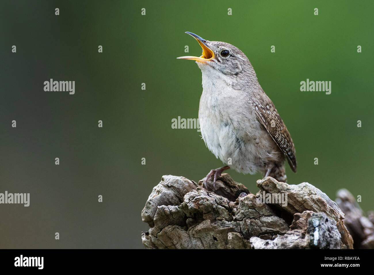 Singing house wren in early June Stock Photo - Alamy