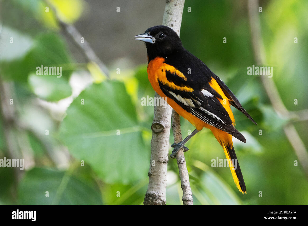 Male baltimore oriole hi-res stock photography and images - Alamy