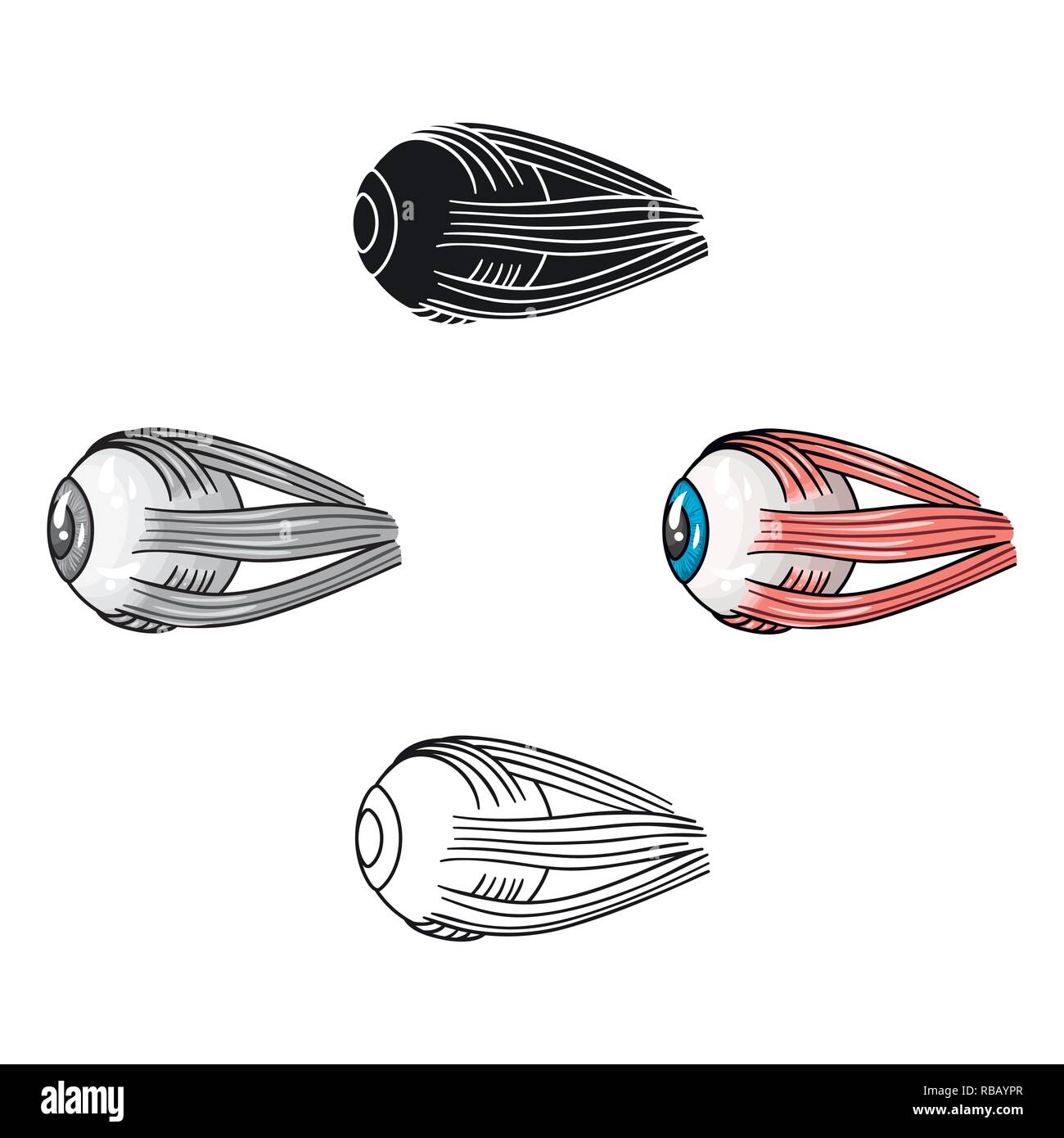 anatomy,art,ball,biology,body,bulb,cartoon,cornea,design,element,eye ...