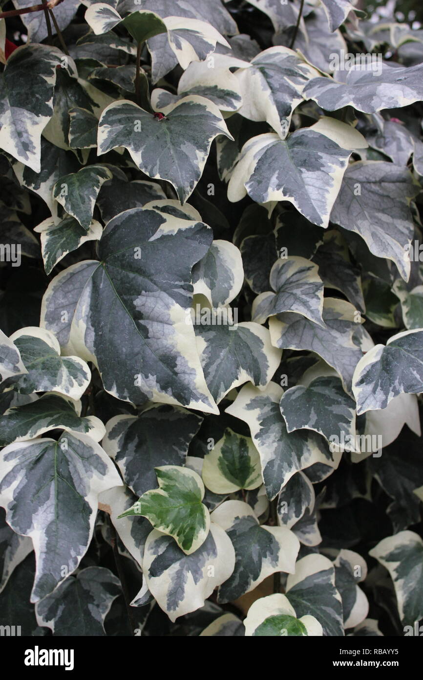 Algerian ivy hedera algeriensis variegata hi-res stock photography and ...