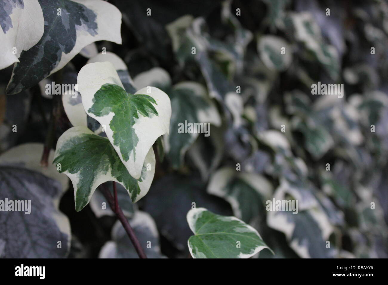 Variegated Algerain Ivy, Hedera algeriensis 'Gloire de Marengo' classy ...