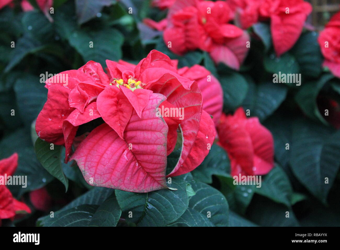 Red flushed dark red flower hi-res stock photography and images - Alamy