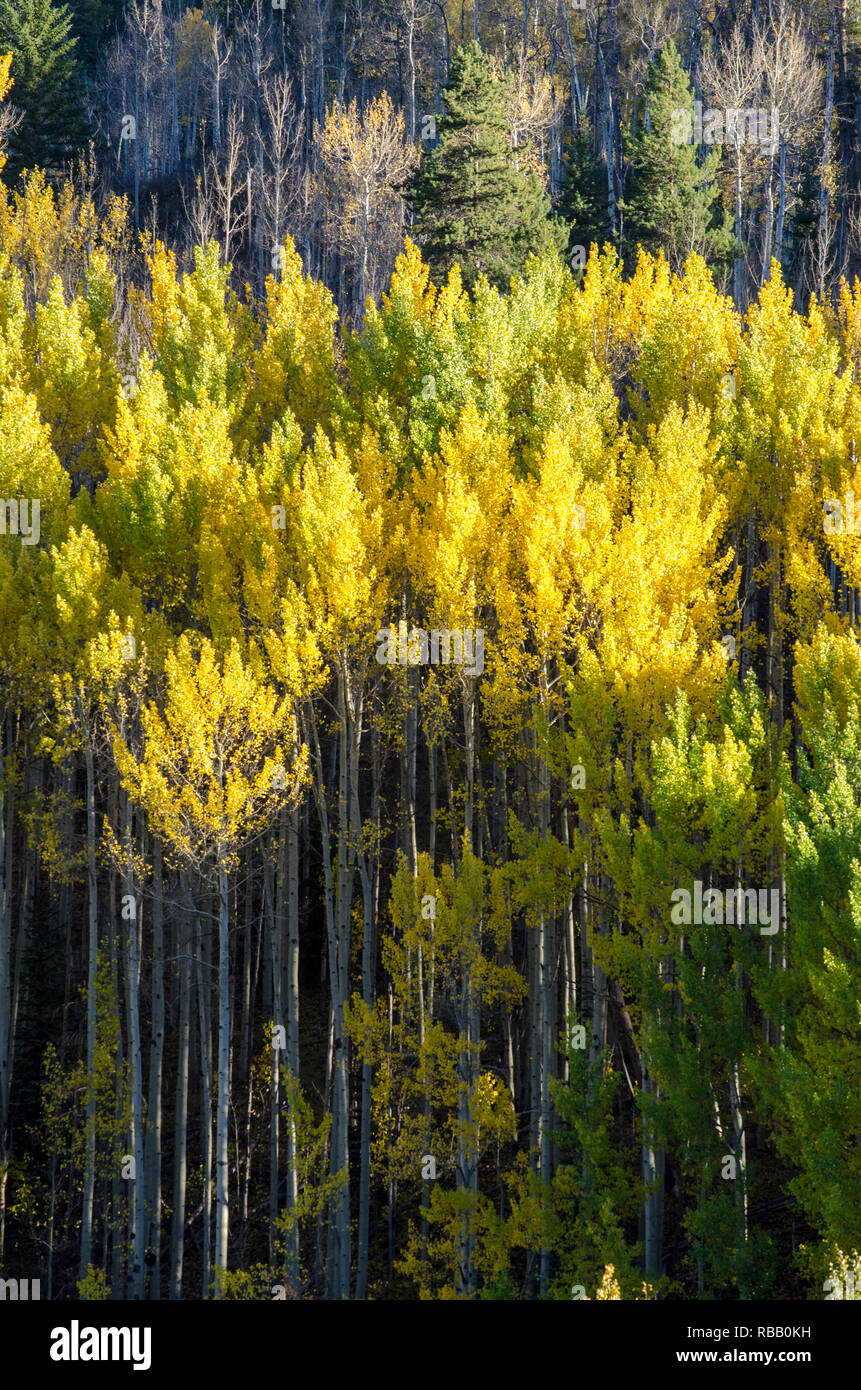 Aspens at Peak Color in the Colorado Rocky Mountains Stock Photo - Alamy