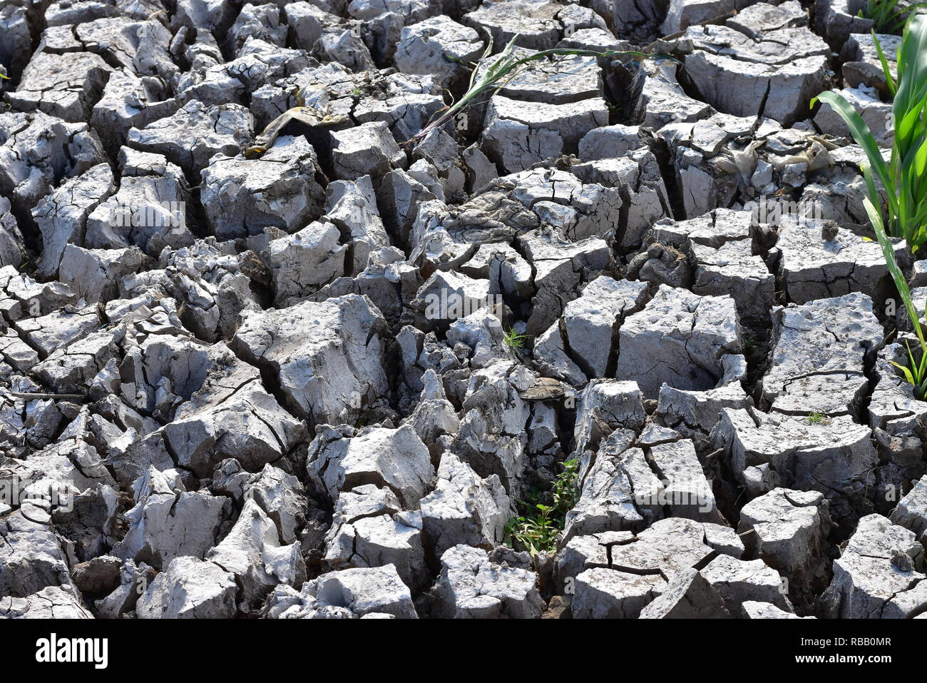 Dry season cracked ground and green grass Stock Photo - Alamy