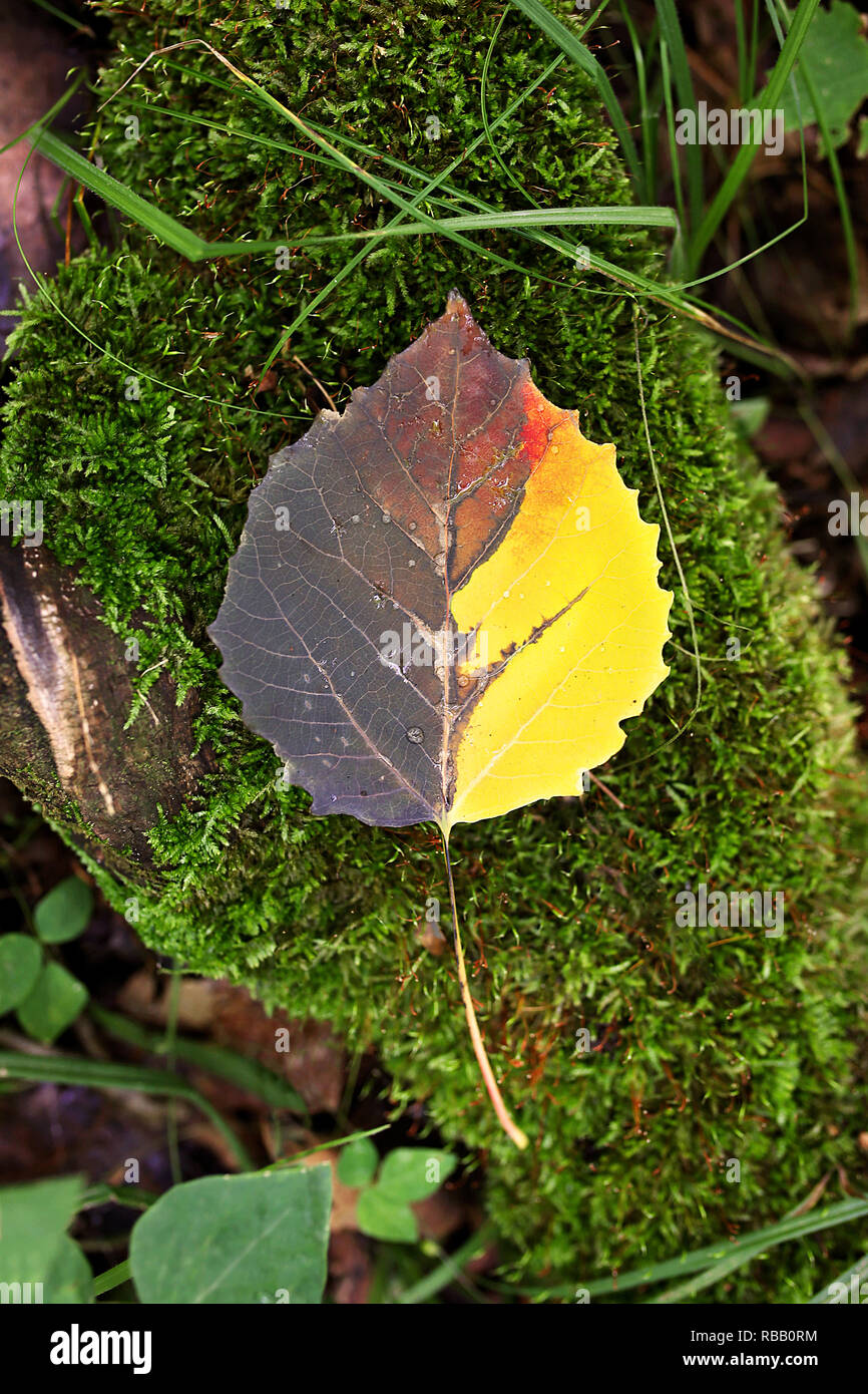 Fall aspen tree hi-res stock photography and images - Alamy
