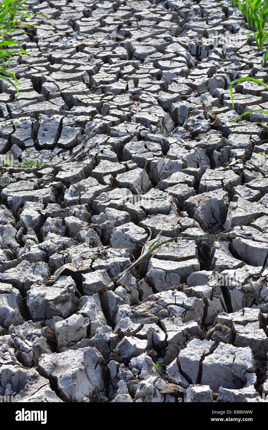 Dry season cracked ground and green grass Stock Photo - Alamy