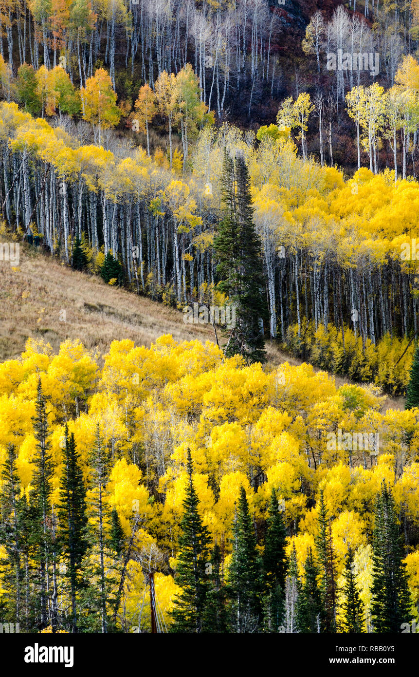 Aspens at Peak Color in the Colorado Rocky Mountains Stock Photo - Alamy