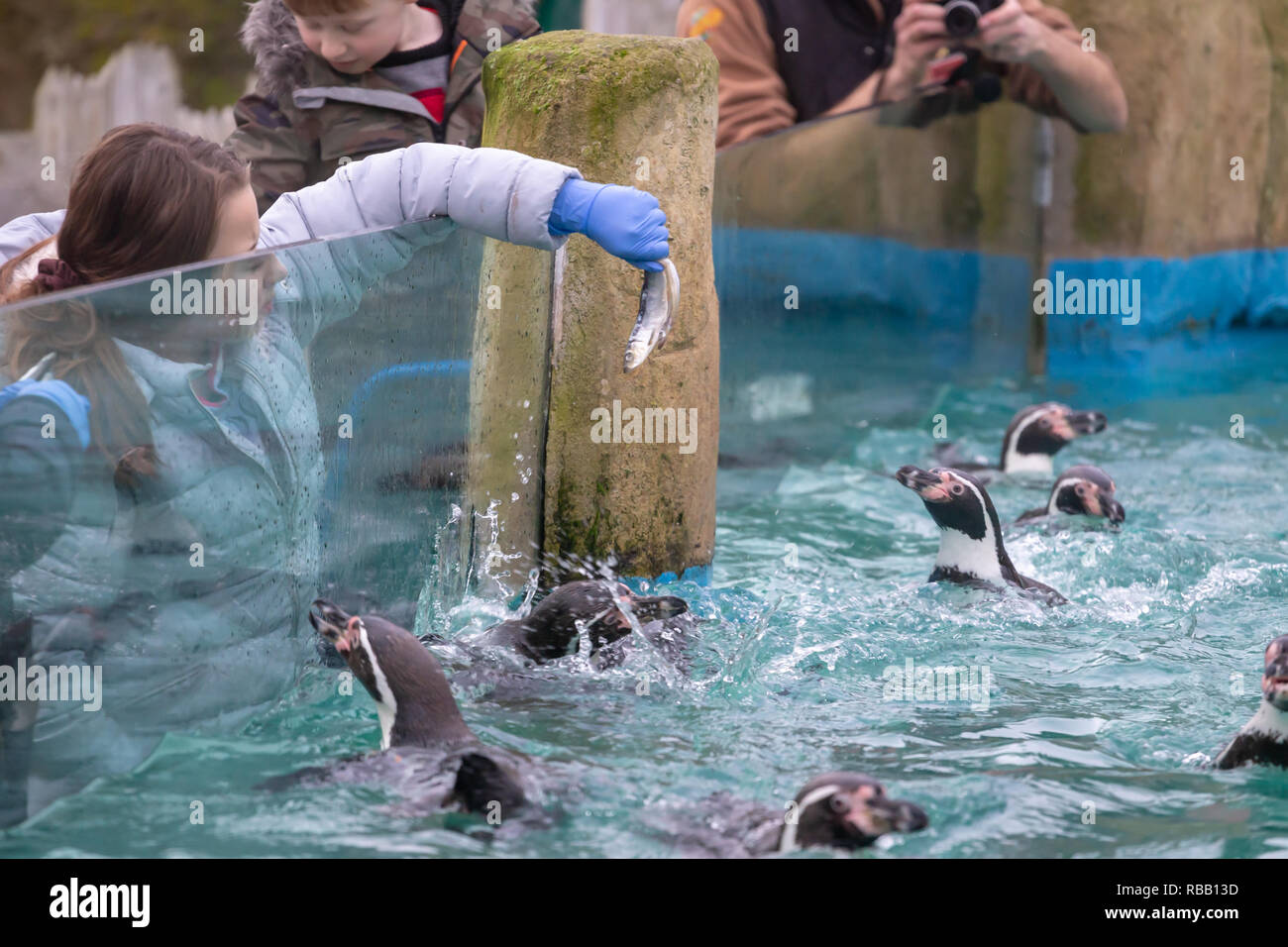 Feeding fish to the Humboldt penguins in the pool at Chessington World ...