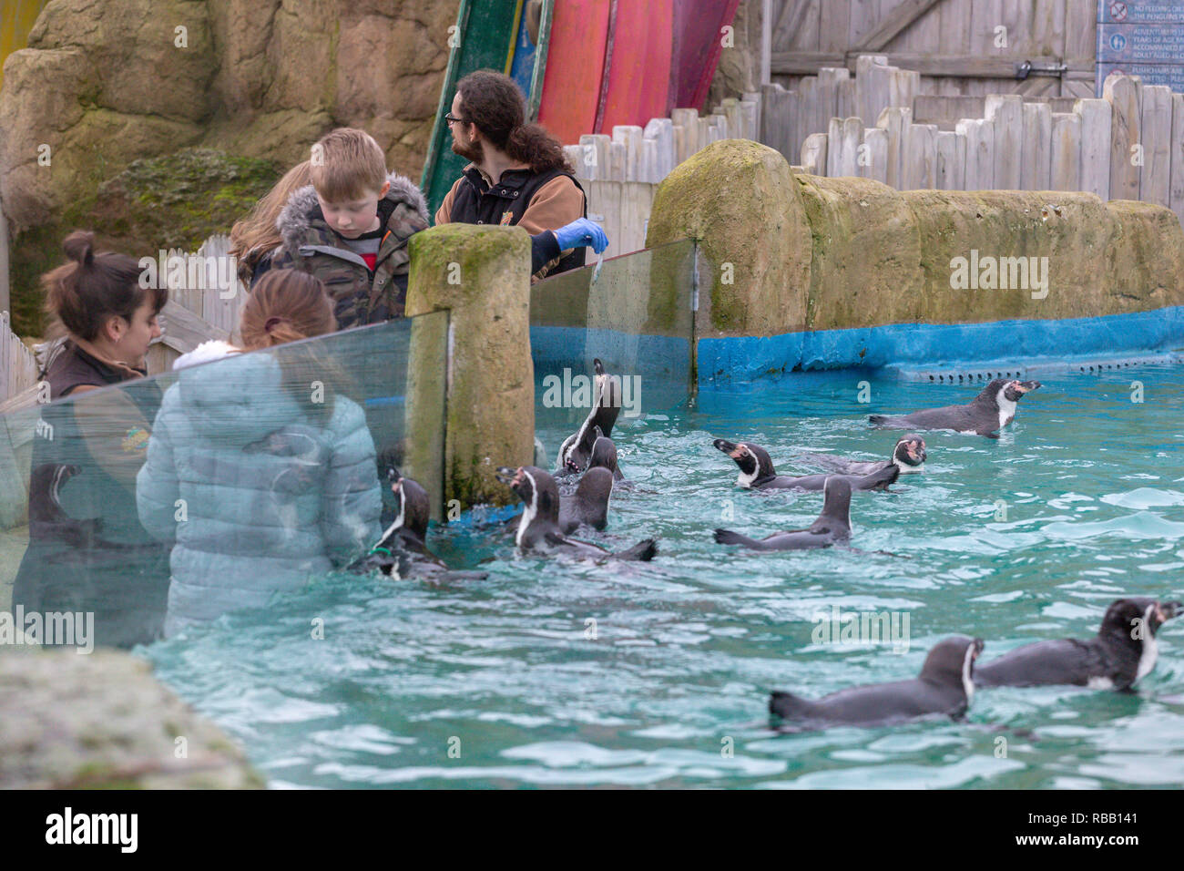 Feeding fish to the Humboldt penguins in the pool at Chessington World ...