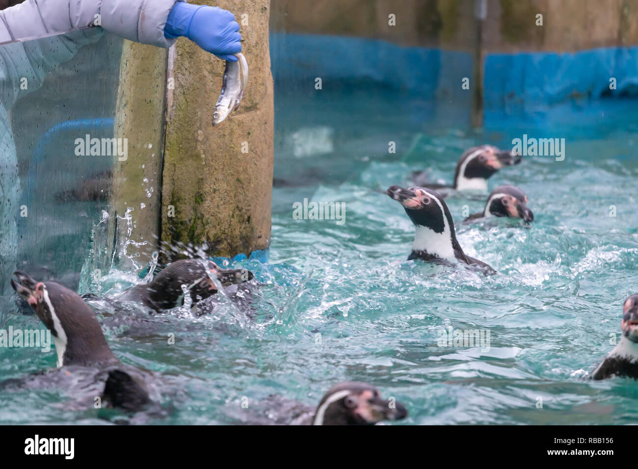 Feeding fish to the Humboldt penguins in the pool at Chessington World ...