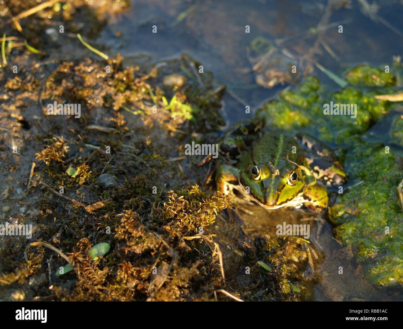 Frog in Sight Stock Photo - Alamy