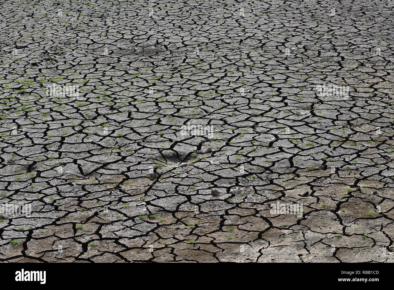 Dry season cracked ground and green grass Stock Photo - Alamy