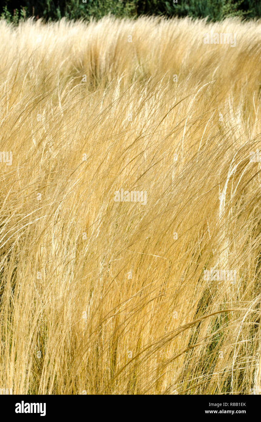 Abstract dried yellow ornamental grasses blowing in the wind background ...